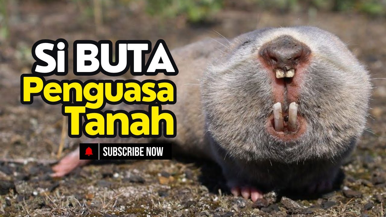 SI BUTA PENGUASA TANAH - YouTube