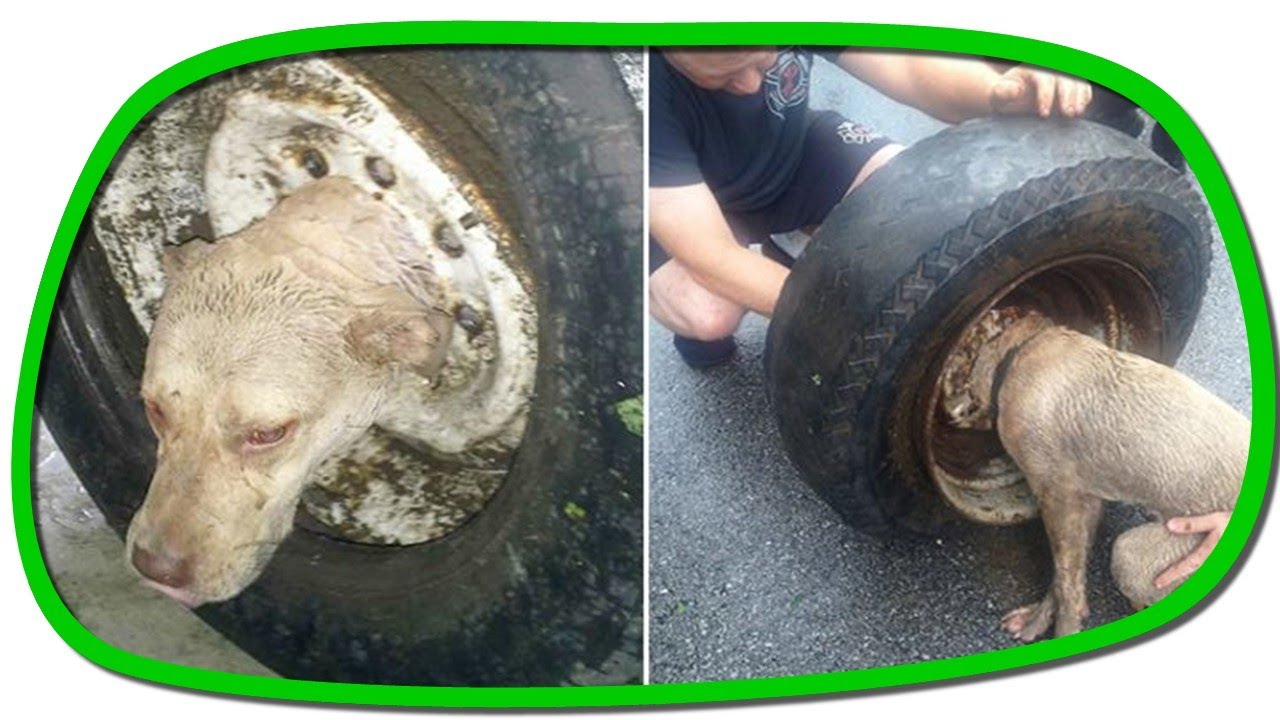 Trapped Dog Rescue, Stray dog with head stuck in tire saved in a ...