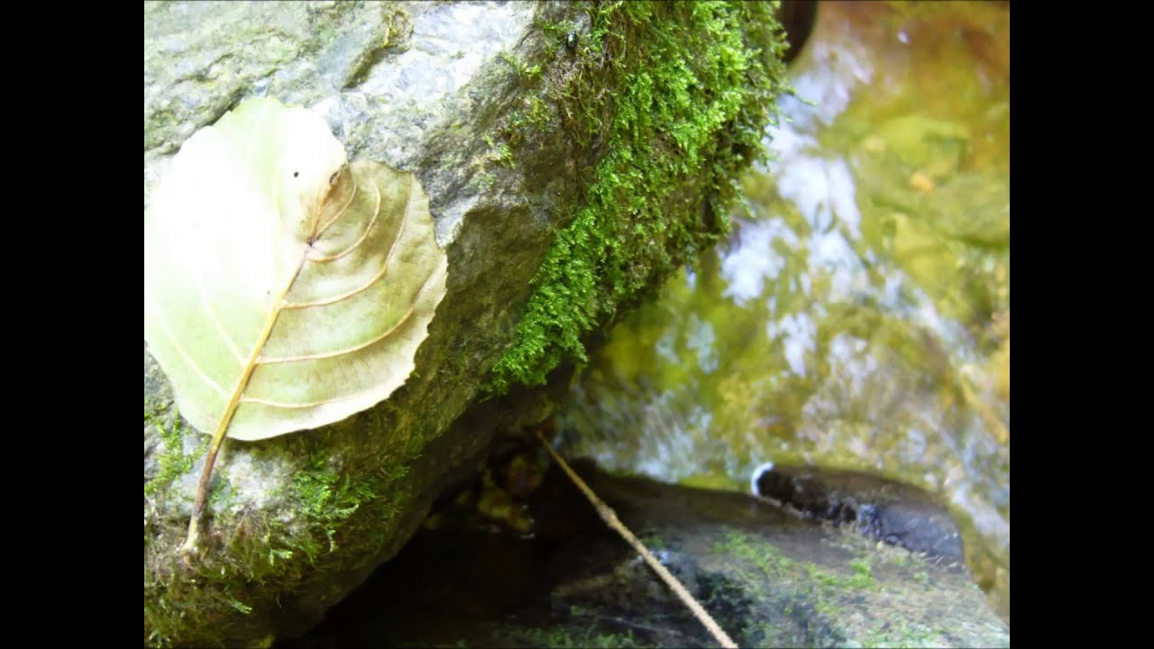 Marek Dusil Blend - Strom (The tree) - YouTube