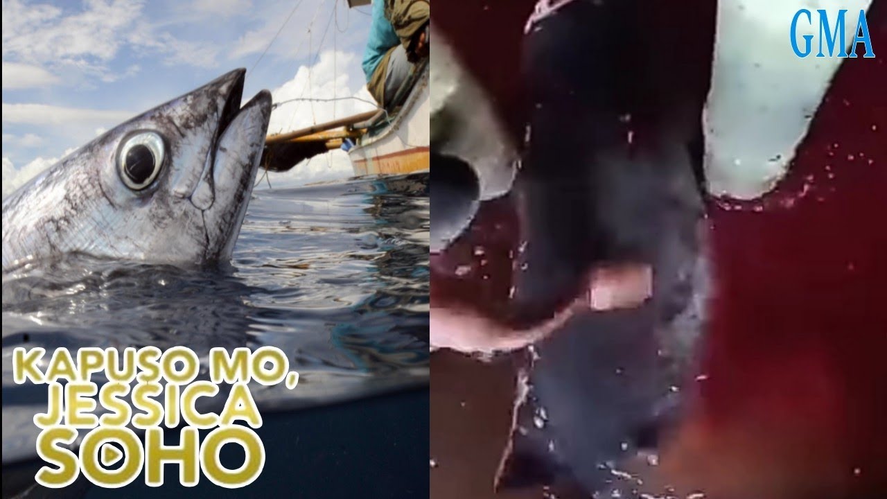 Higanteng ISDA Nakulong sa Haligi ng BAHAY sa Baybayin ng Davao|Kapuso ...