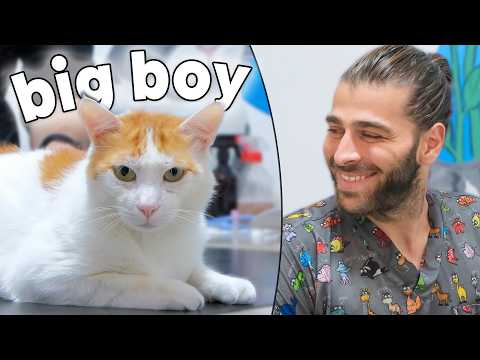 DEV KEDİ ÇOK USLU! (Kediler Kan Paraziti Nedir?)