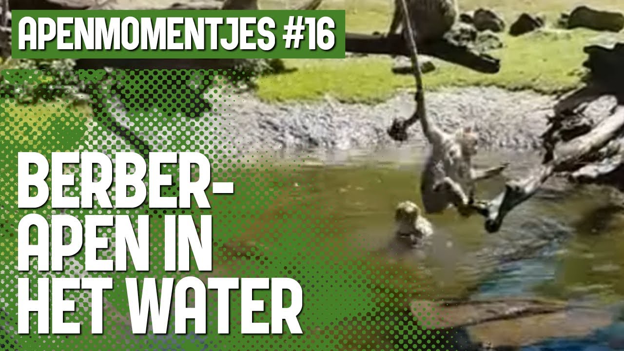 Berberapen in het water - YouTube