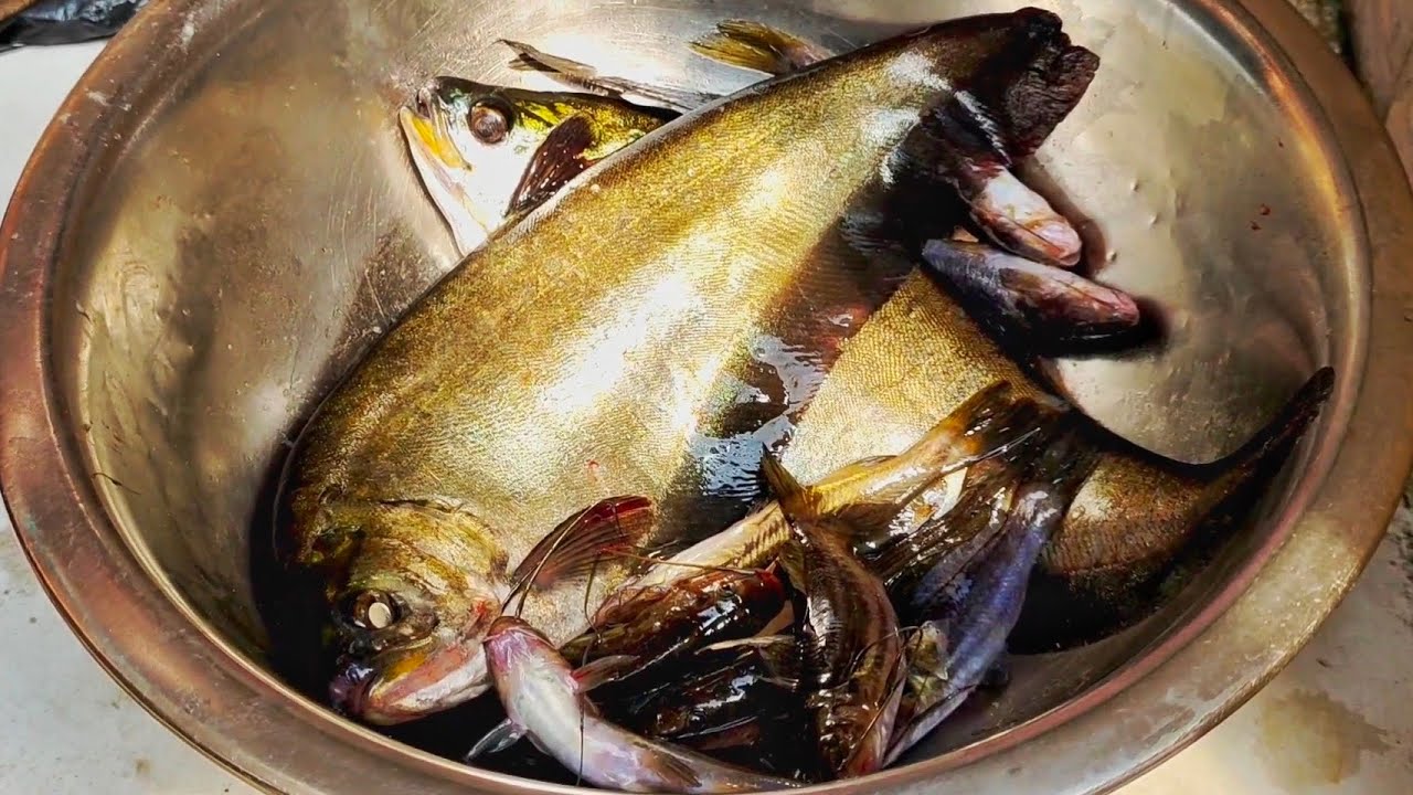 snakehead murrel fish foloi mach khete khub shadh cata pochur fish ...