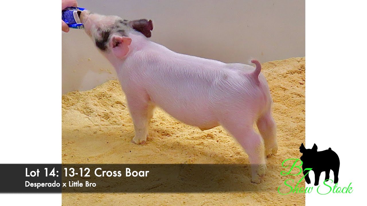 Lot 14: 13-12 Cross Boar - YouTube