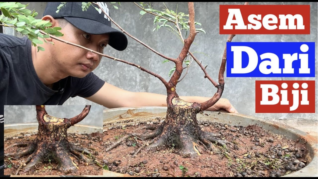 1 Juta Per Pohon, Andaikan Punya 10 Pohon Asem Jawa Program Akar ...