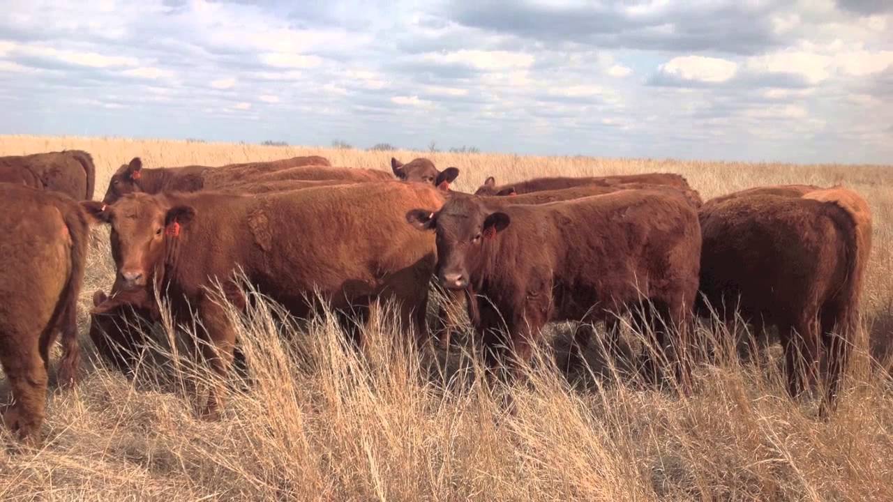 Bred Red Heifers, Bluestem Cattle - Filmed on March 23, 2015 - YouTube