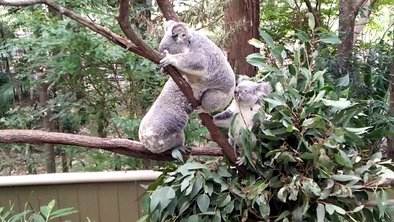 Koalas screaming eating - YouTube