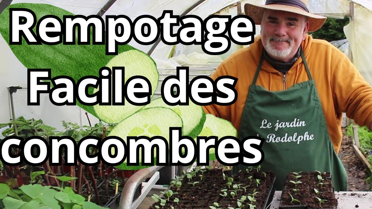 Rempotage Réussi: Comment Transplanter vos Concombres comme un Pro ...