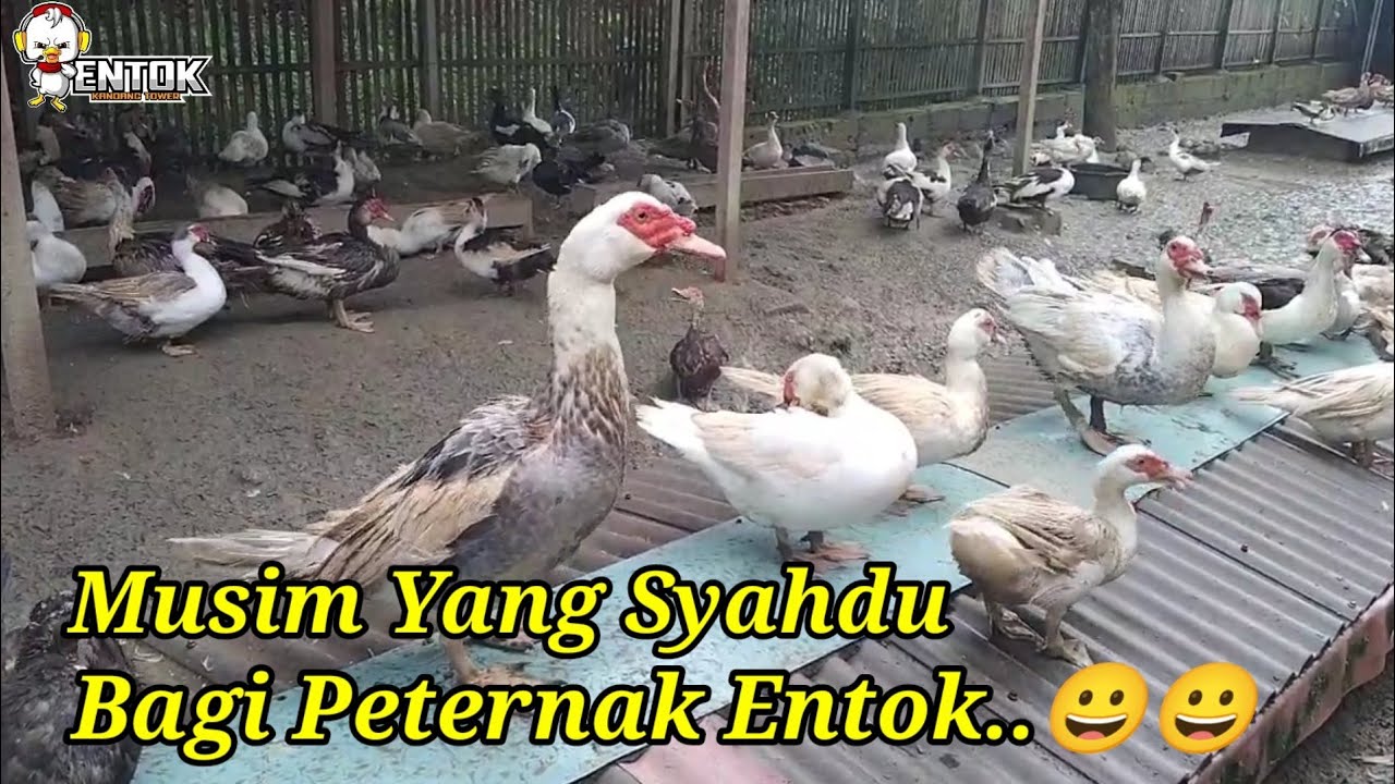 Untuk Pemula Hindari Memulai Beternak Entok Di Kala Musim Seperti Ini ...