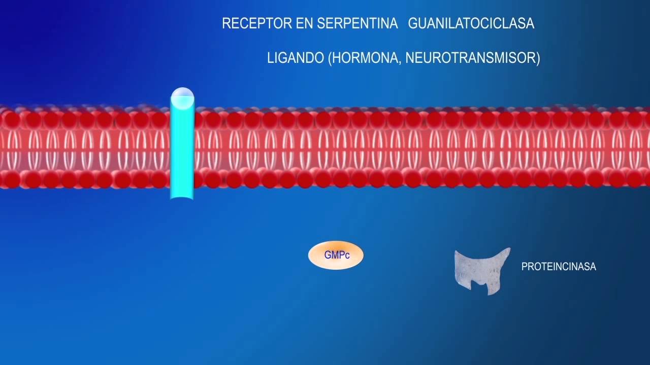 D Señalización a través de receptor enzimático gua nilatociclasa - YouTube