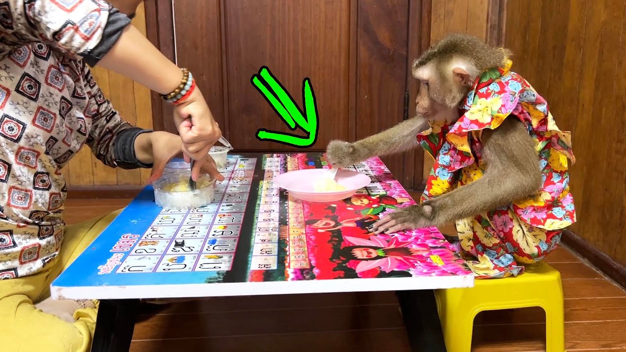 Relaxing Video Watching Monkey Judy Scoping Food With Her Spoon Eating ...