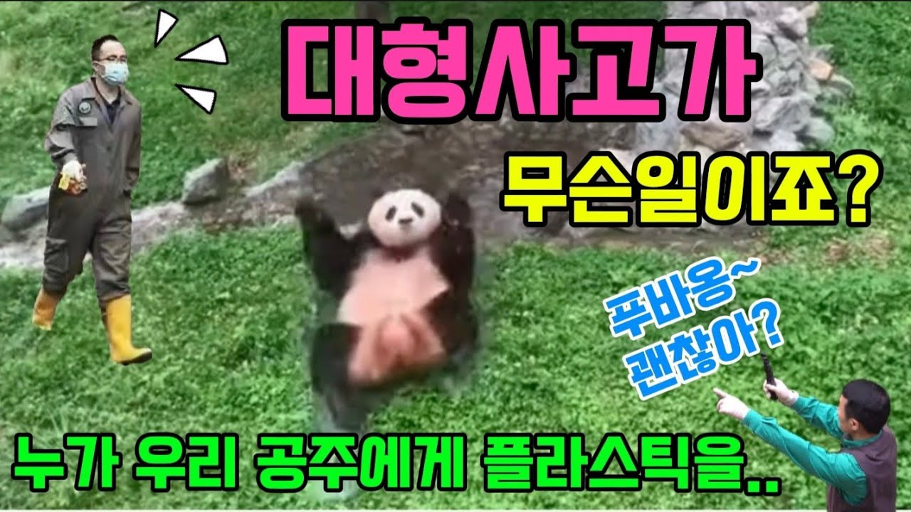 2024년 6월 15일 맙소사 🤦 대형사고로 푸바오 는 몹시 상처를 받았어용 😭 Youtube