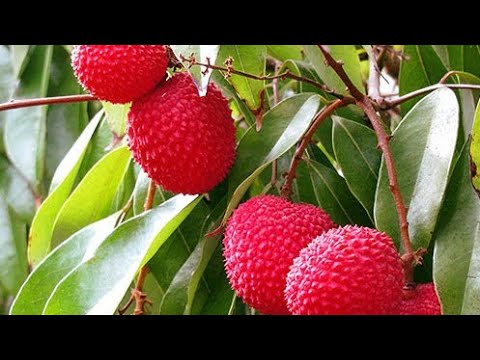 How to plant lichi tree // different varieties of lichi plants in assam ...