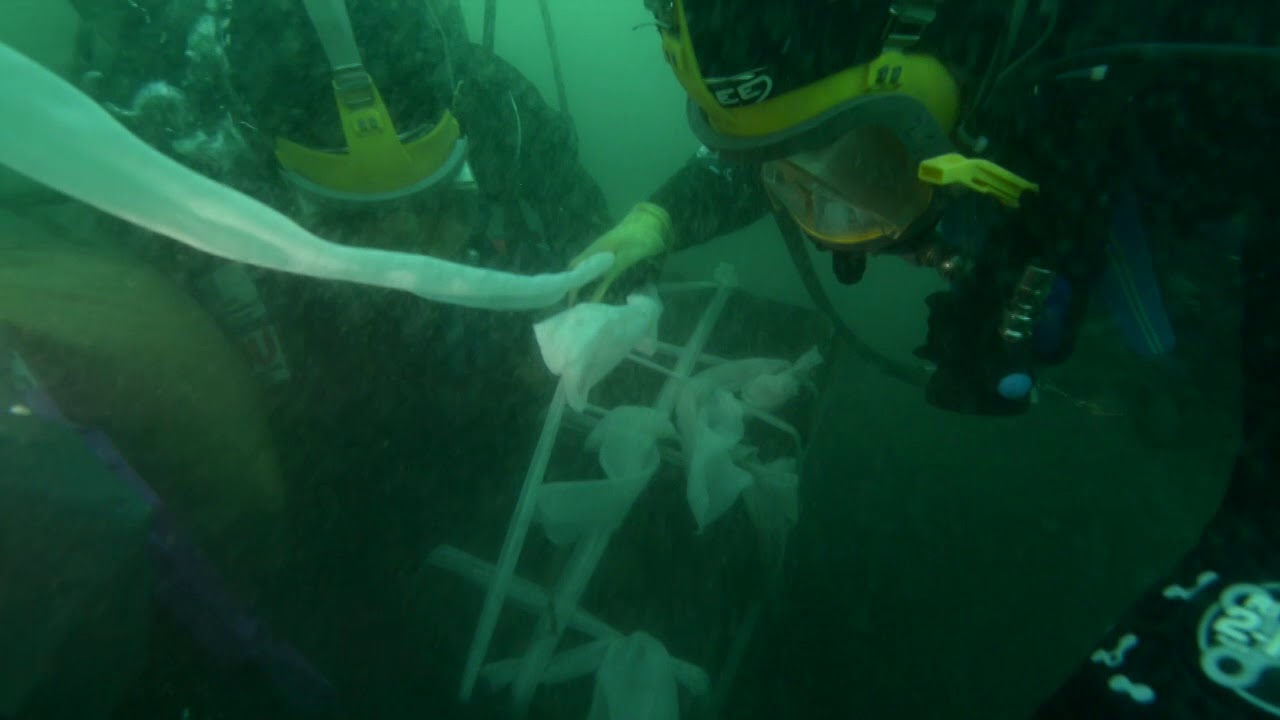 The Invincible chest recovery by Michael Pitts - YouTube