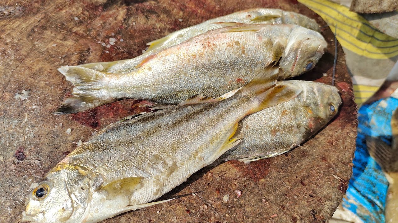 கீச்சான் மீன்/Tiger Perch fish cutting / fish cutting Skill - YouTube