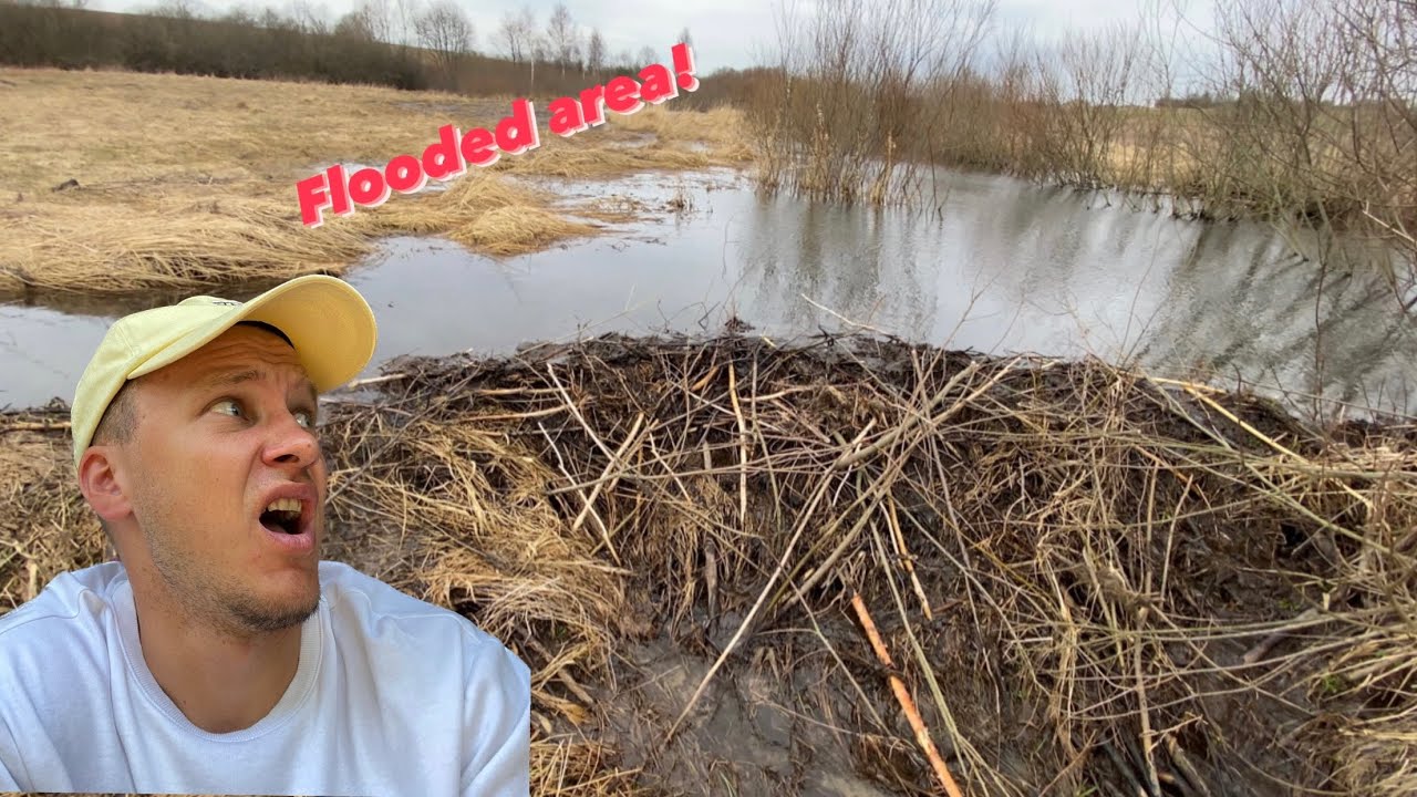 Beaver dam removal || DAM CAUSED THE FLOOD! - YouTube