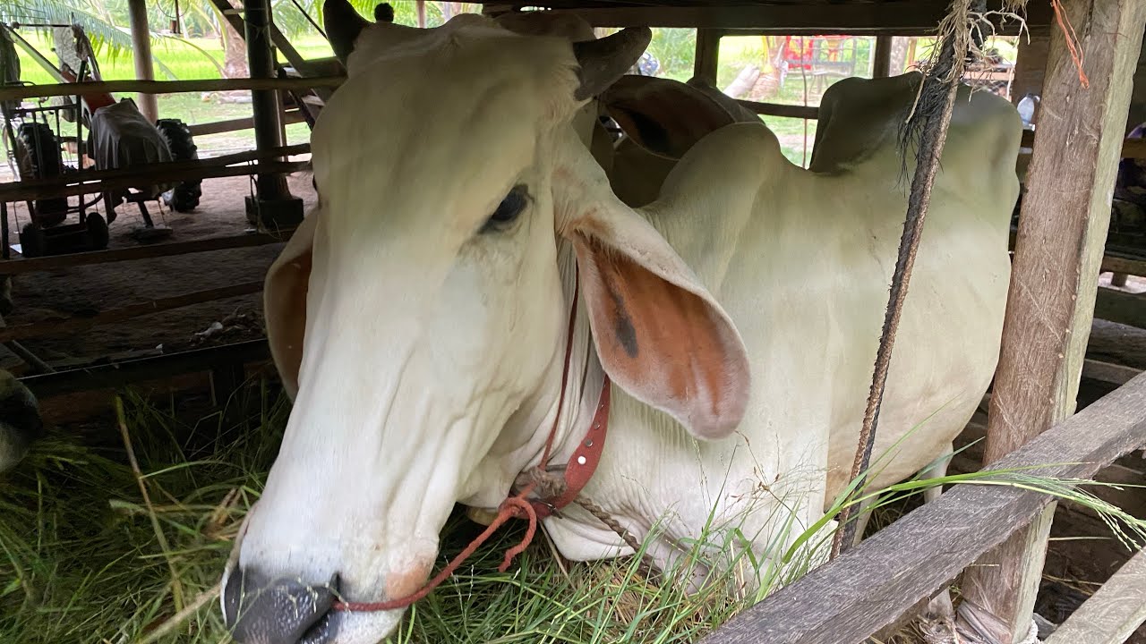 Cow farm agriculture/គោមេពូជ - YouTube