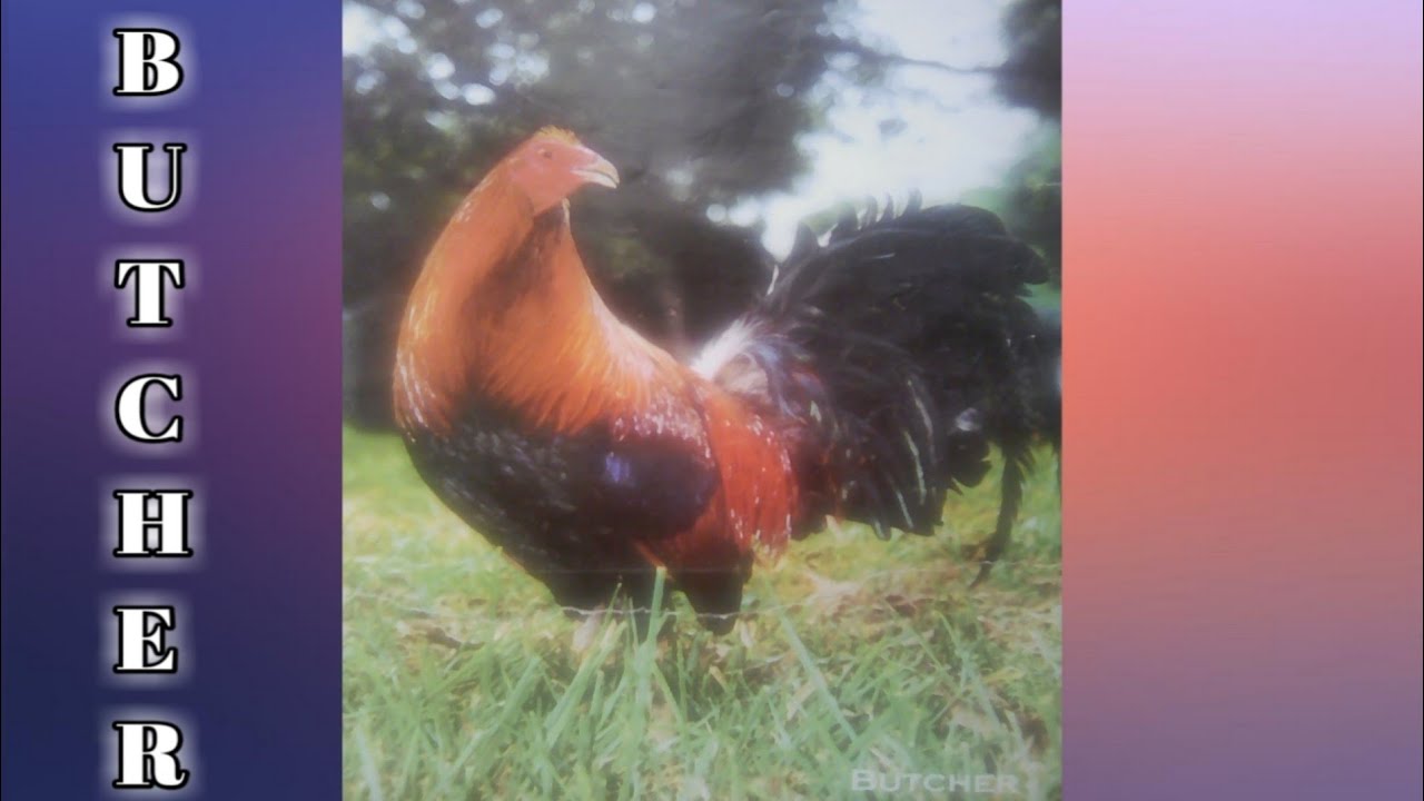 BUTCHER GAMEFOWL (origin & charcteristic's)w/quote's about life. - YouTube