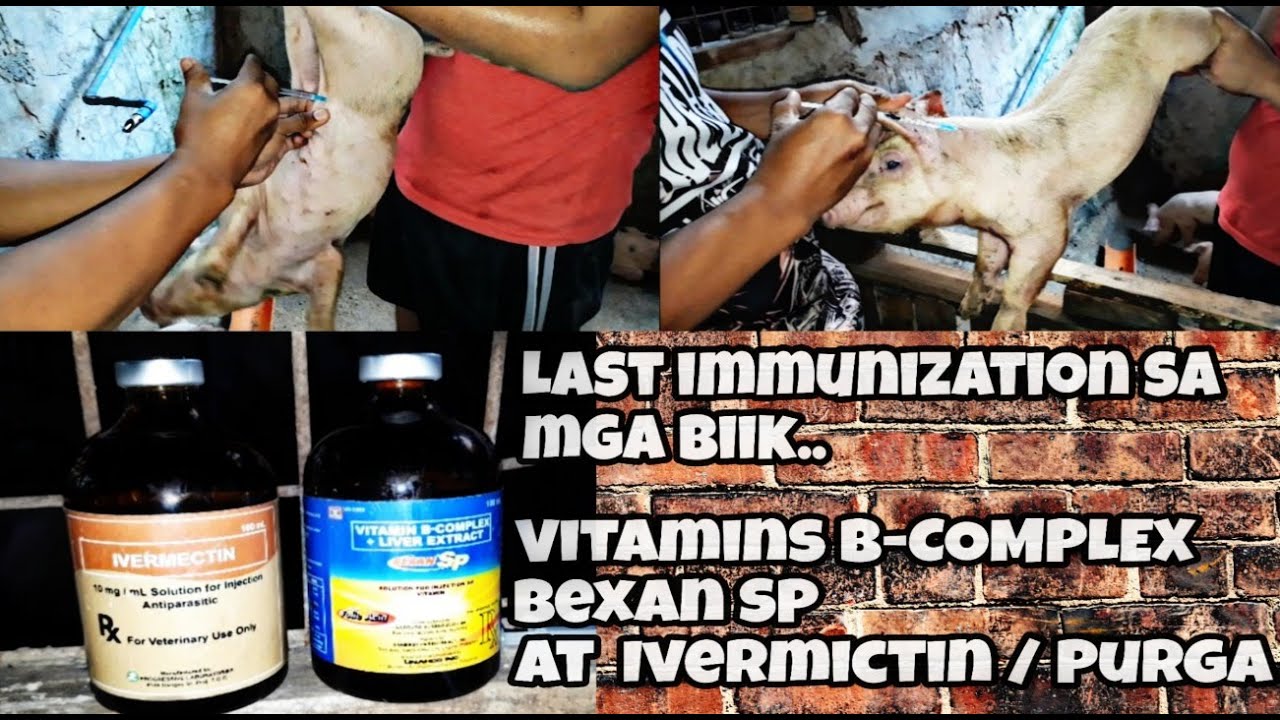Deworming | IVERMICTIN | ROY'S PIG BACKYARD TV - YouTube