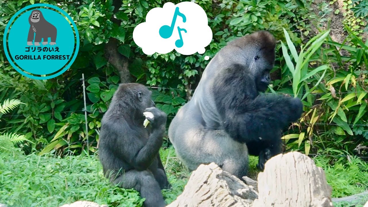 お昼ごはんを調達するハオコ Silverback Haoko taking leaves for lunch 【上野動物園 ゴリラ ...