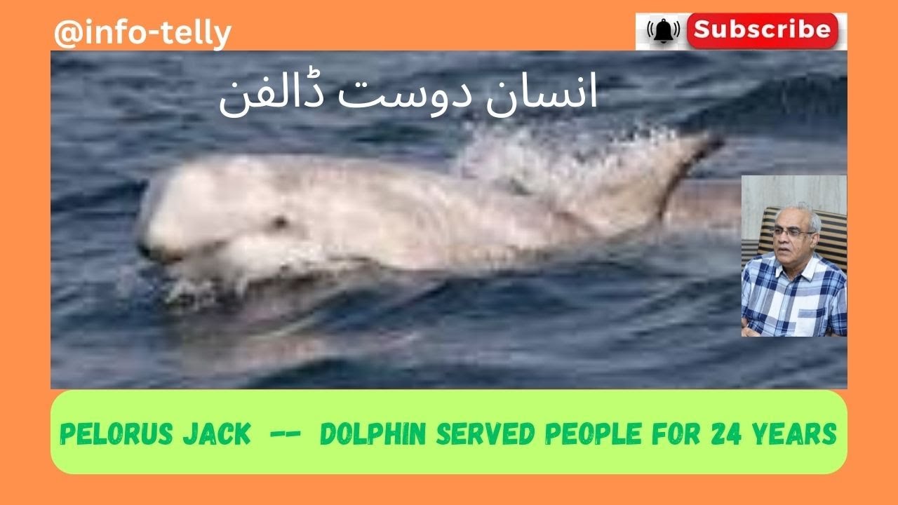 Dolphin | mammal | bottleneck | pylorus jack | Russo dolphin - YouTube