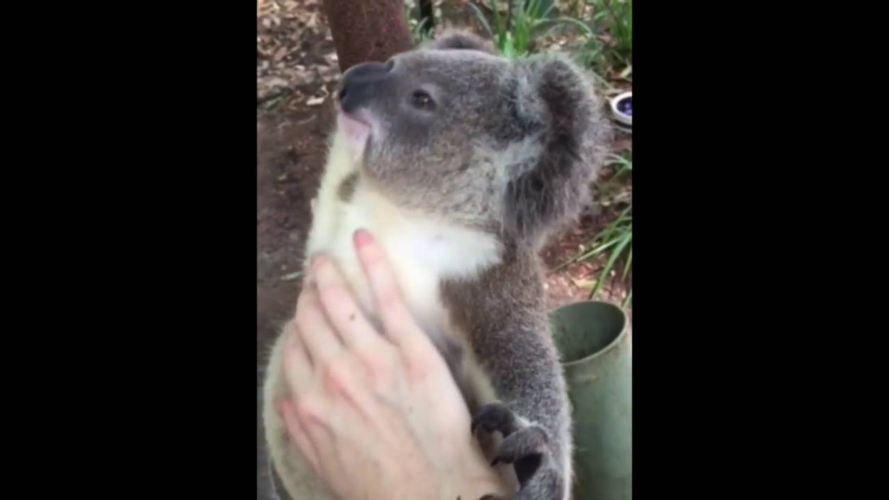 Cute Koala Falling Asleep While Being Tummy Rub - YouTube