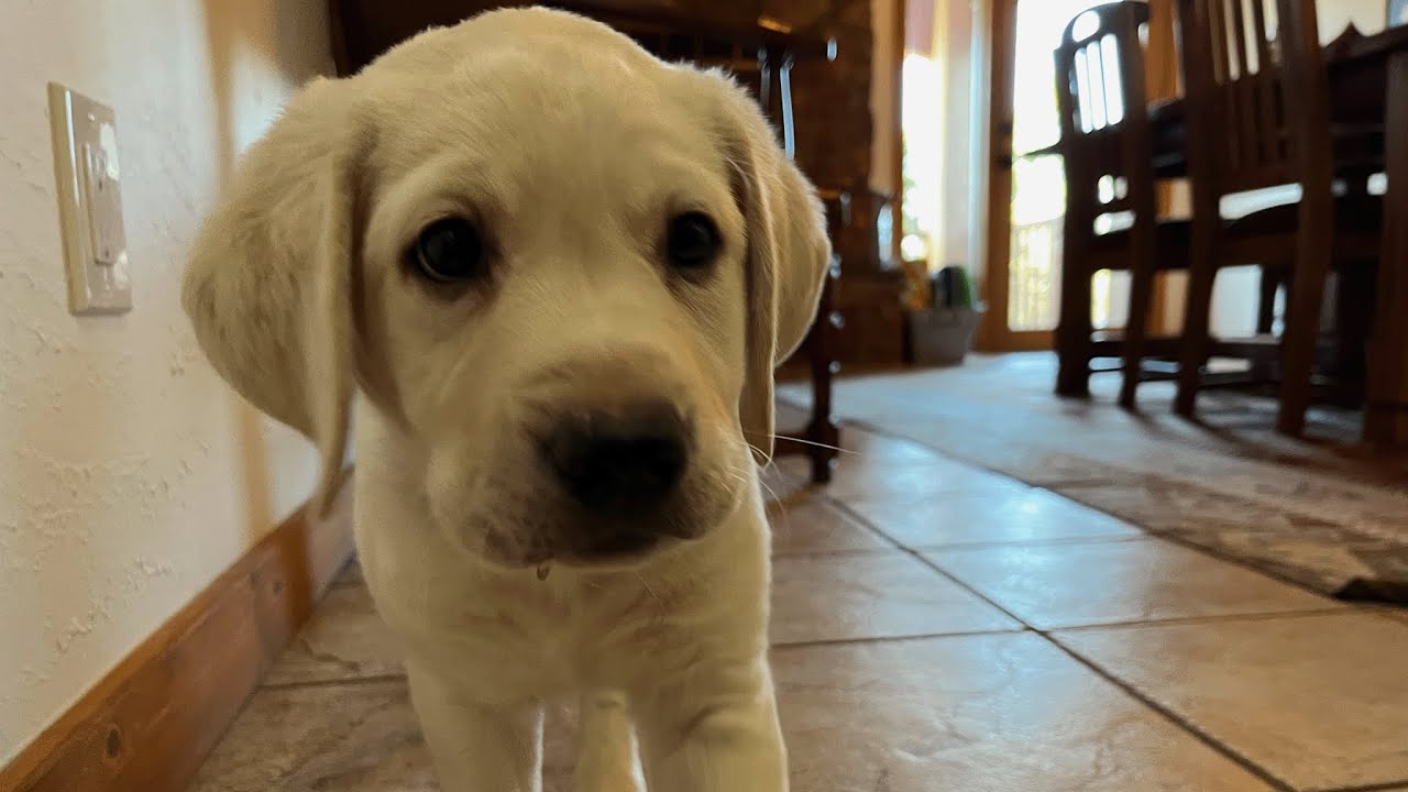 Cedar Teaches lab puppy, DASHER, about Yummy Apples #labrador # ...