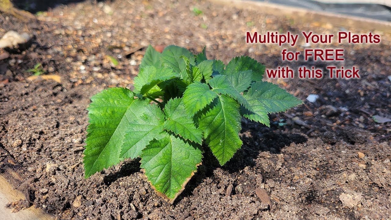 Multiply Your Plants: Stem and Tip Rooting Blackberry Plants - YouTube