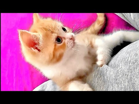 Adorable Kitten Full of Infinite Cuteness | Cute Kitten - YouTube