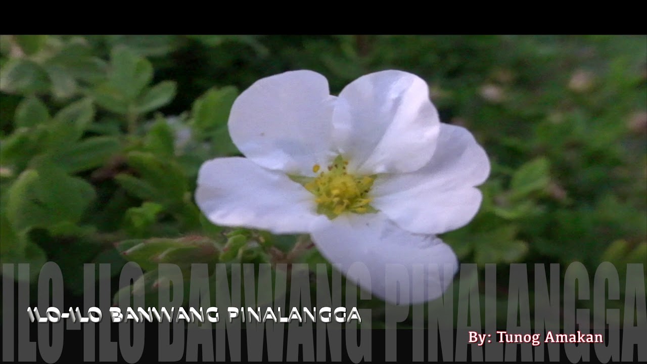 ILO ILO BANWANG PINALANGGA ILONGGO:HILIGAYNON - YouTube