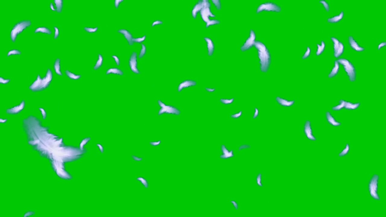 Falling feathers loop on green screen - YouTube