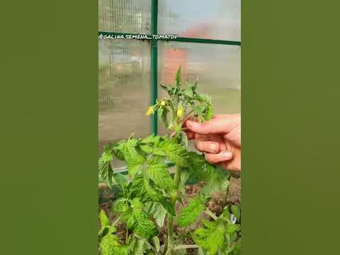 #помидоры #гномы #рассада #заморозки #томаты#огурцы #высадка #сад # ...