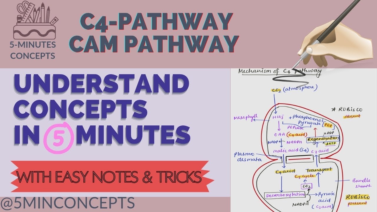 C4 Cycle(Hatch&Slack pathway) |CAM pathway|Photosynthesis in Higher ...