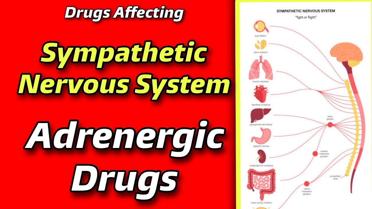 Drugs Affecting Sympathetic Nervous system | Adrenergic receptors & its ...