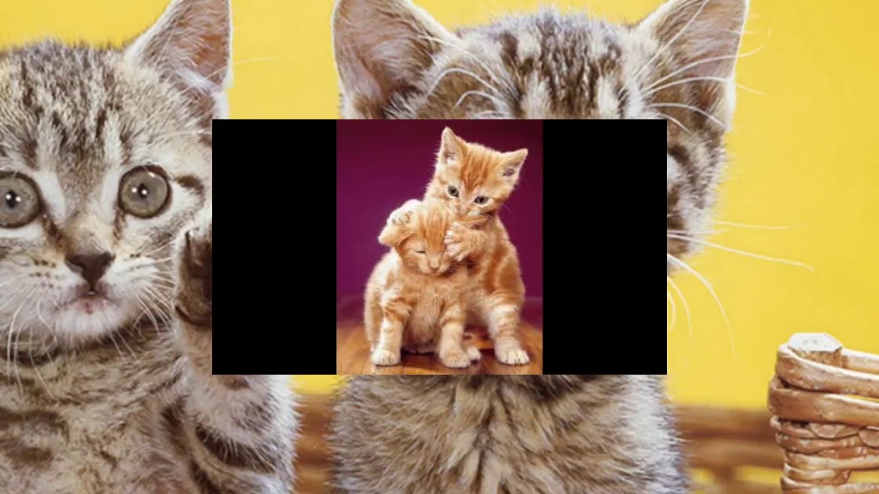 Cat Screaming Moaning - YouTube