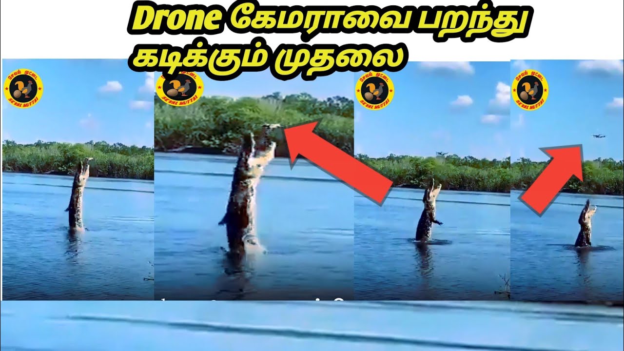 Drone கேமராவை பறந்து கவ்வும் முதலை - வைரலாகும் வீடியோ|Muthalai|Viral ...