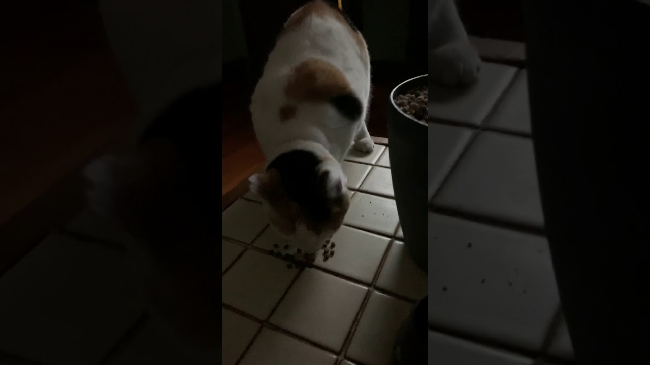 Angry Cat Eating - YouTube