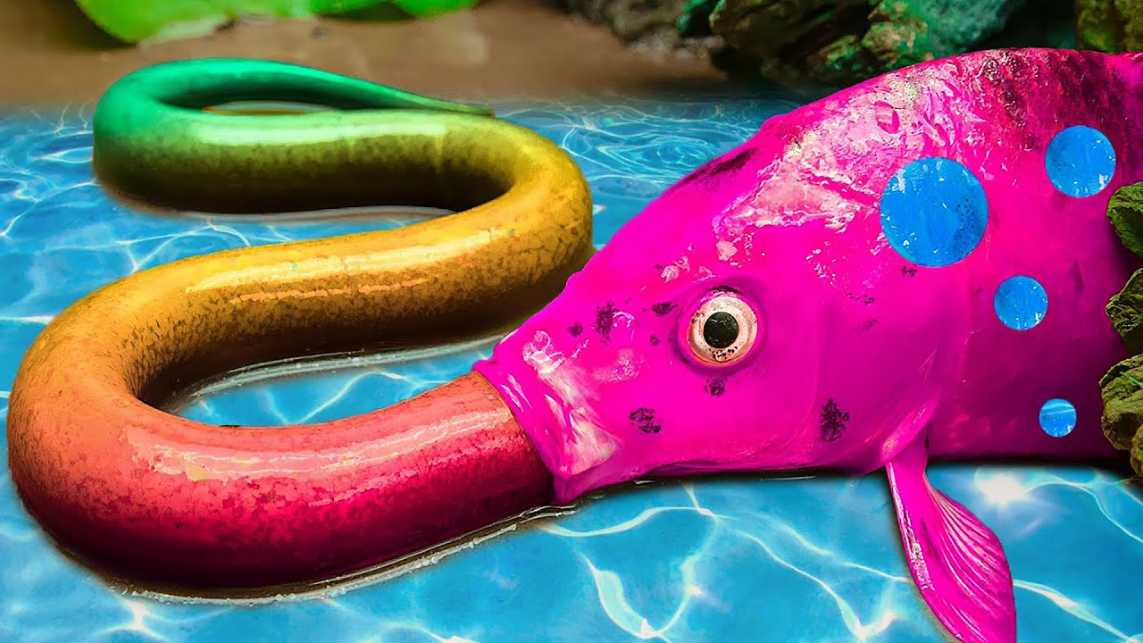 Stop Motion Fish In Mud Yellow Vs Red Carp Compete For The King Of ...