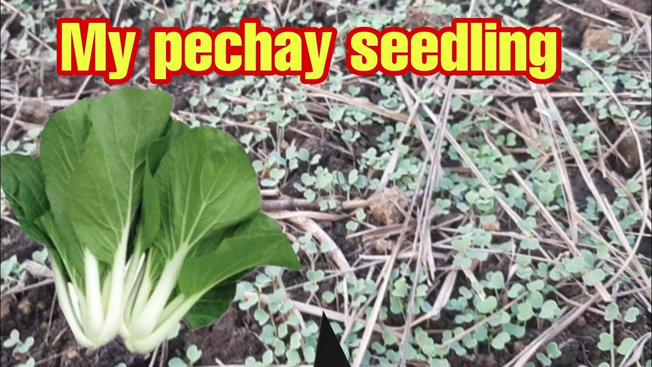My pechay seedlings - YouTube