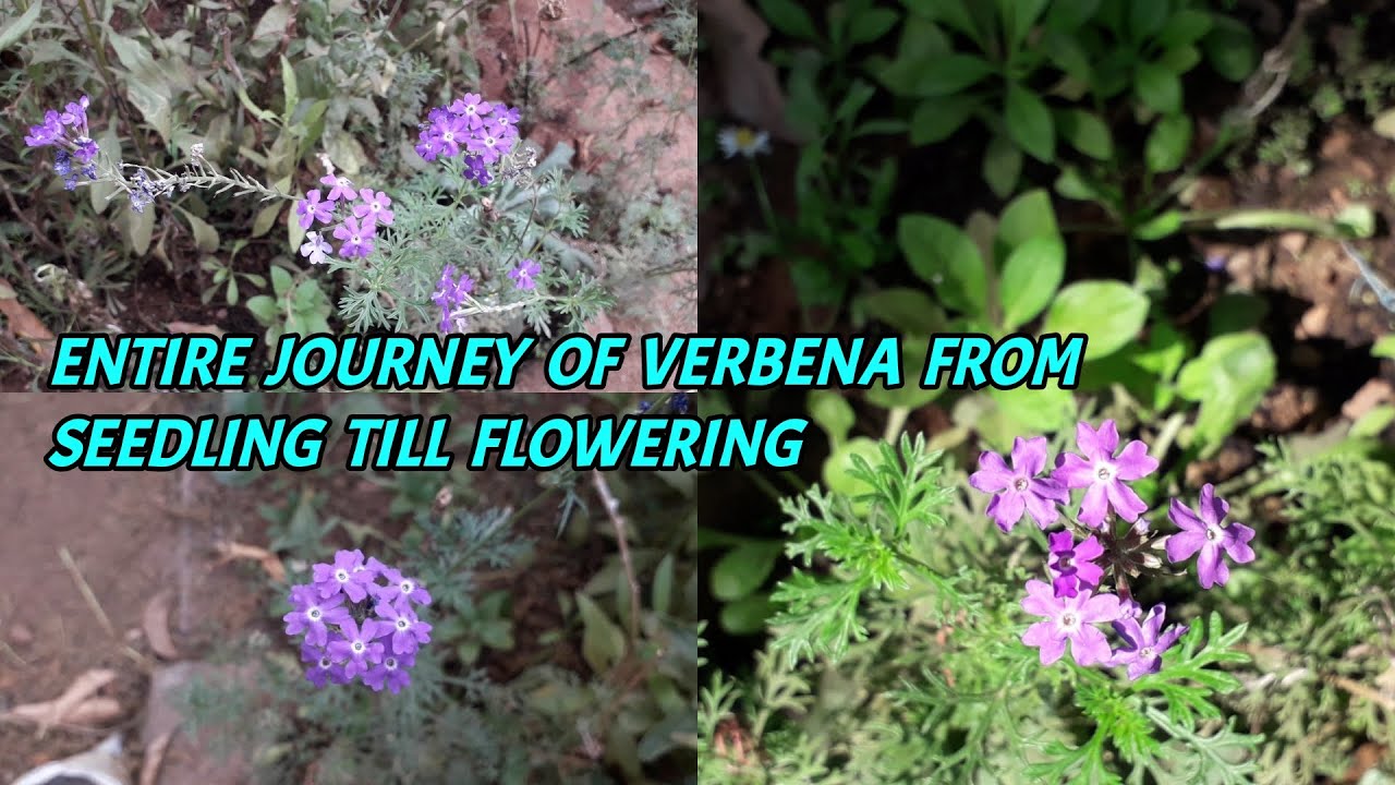 ENTIRE JOURNEY OF VERBENA FROM SEEDLING TILL FLOWERING - YouTube