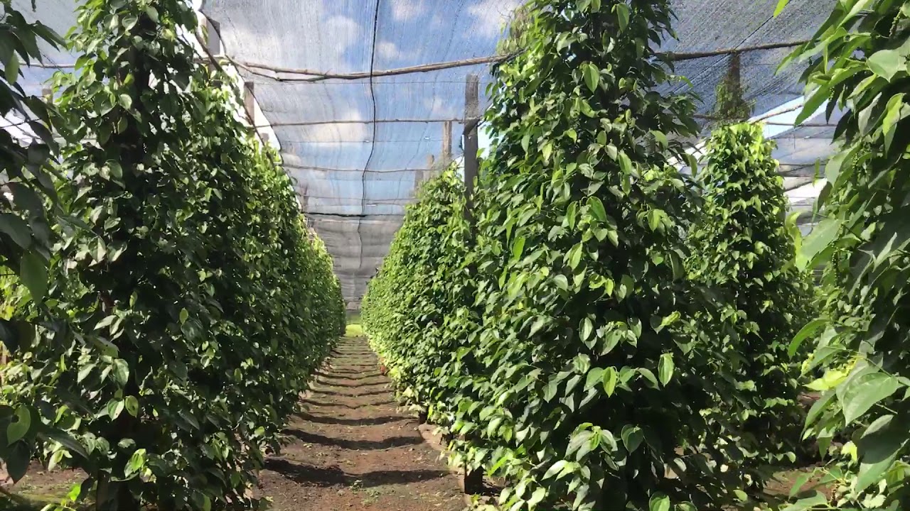 J-Farm in Cambodia - YouTube