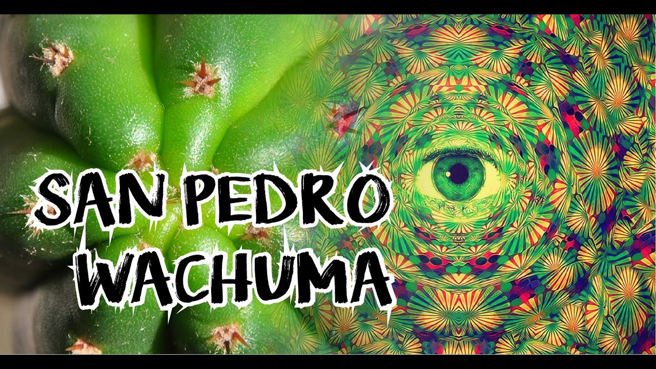 Cómo preparar cactus San Pedro - Wachuma 🌵. #sanpedro #wachuma #cactus ...
