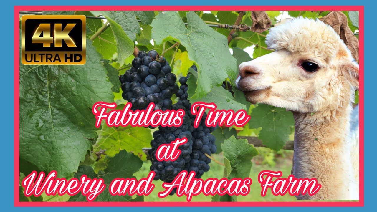 A Trip To The Winery And Alpaca Farm | Queensland Australia 🇦🇺 - YouTube