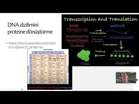 BioPython ile Genetik Kodlama - DNA, RNA, A. T. G. C., Amino asit ...