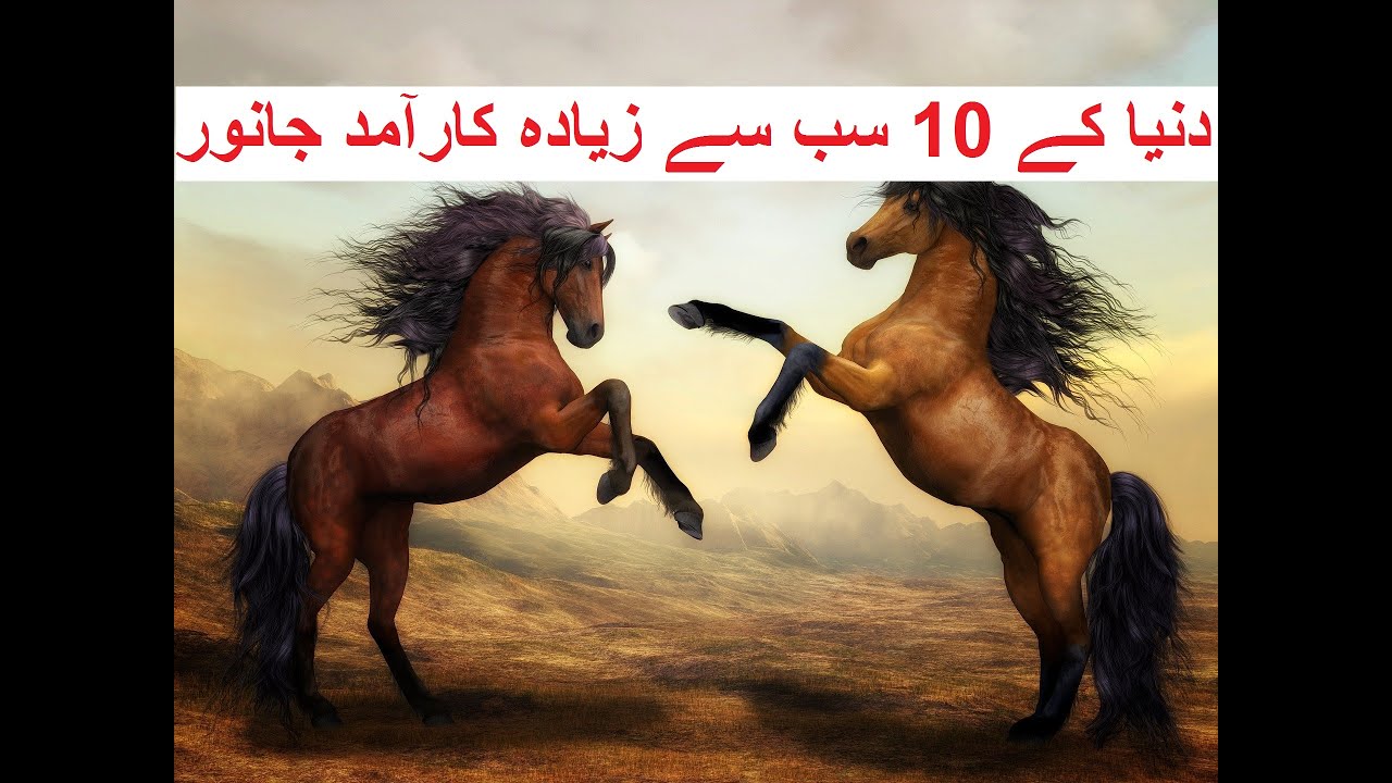 Top 10 Most Useful Animals of the World I Most Useful Animals I دنیا کے ...