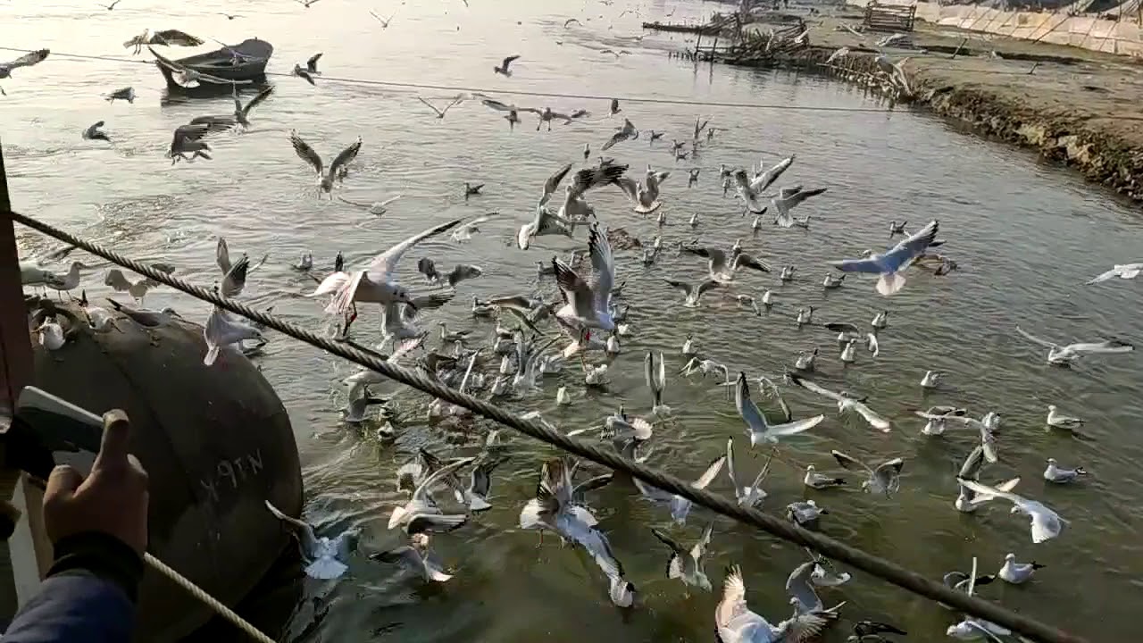 Syberian birds prayagraj uttarpradesh magh mela 2020 - YouTube