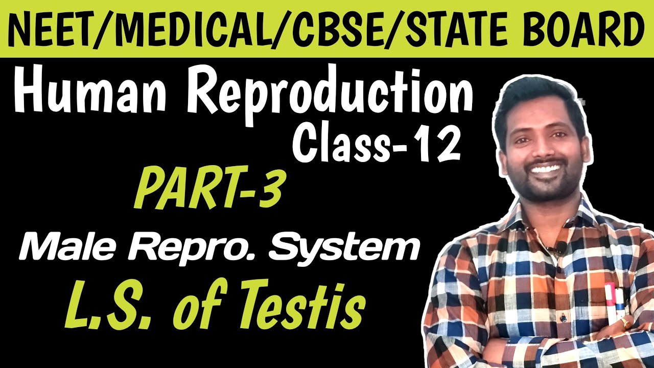 Histology of Testis | Longitudinal section of testis | Human ...