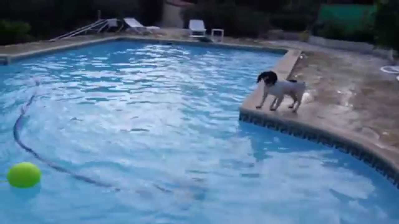 Merlin The Springer Spaniel Enjoying The Pool - YouTube