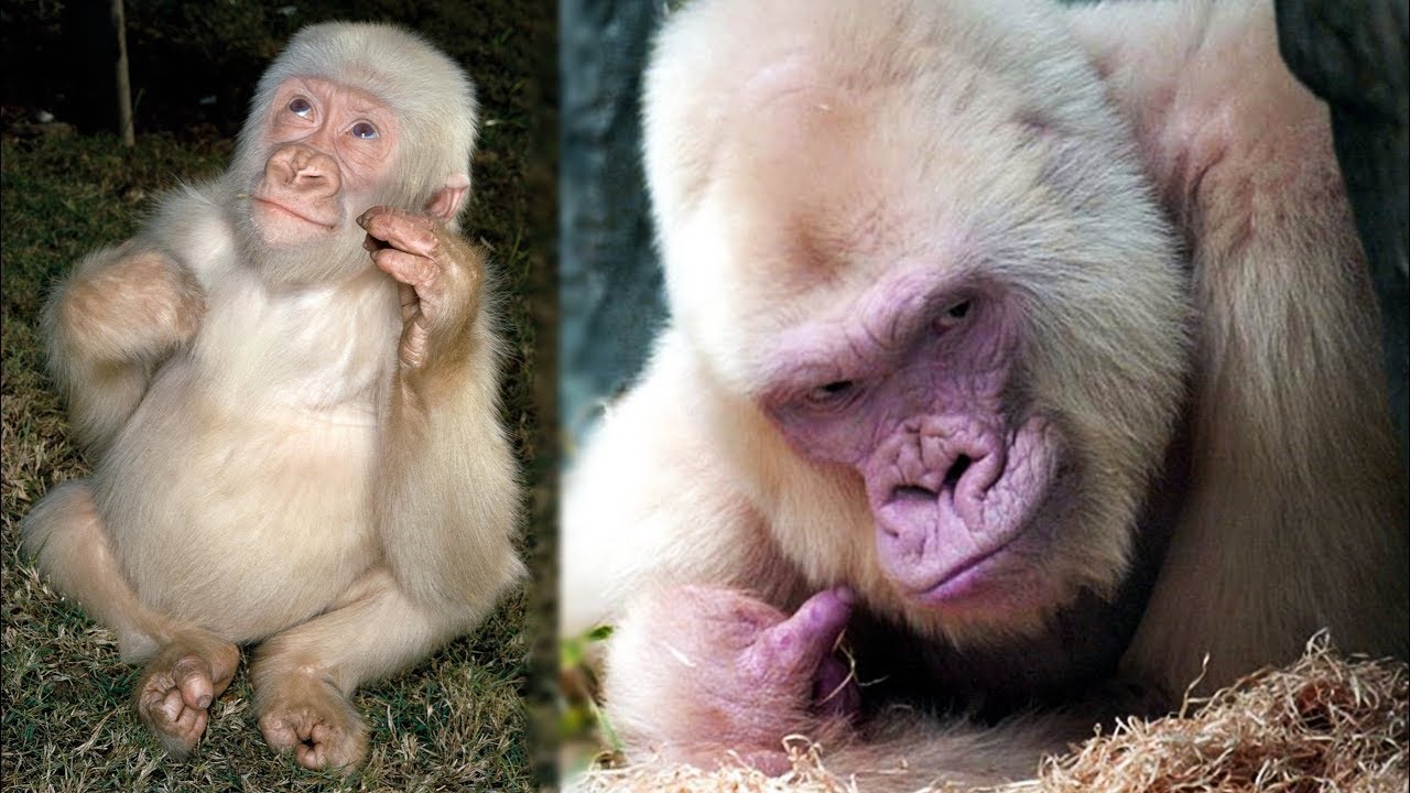 El Inolvidable Unico Gorila Blanco de Mundo - YouTube