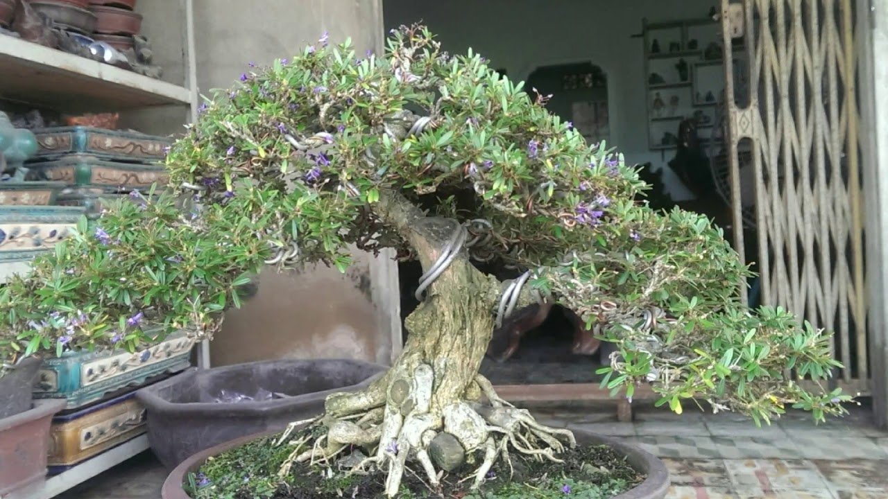 LINH SAM 86 || BONSAI LINH SAM - YouTube